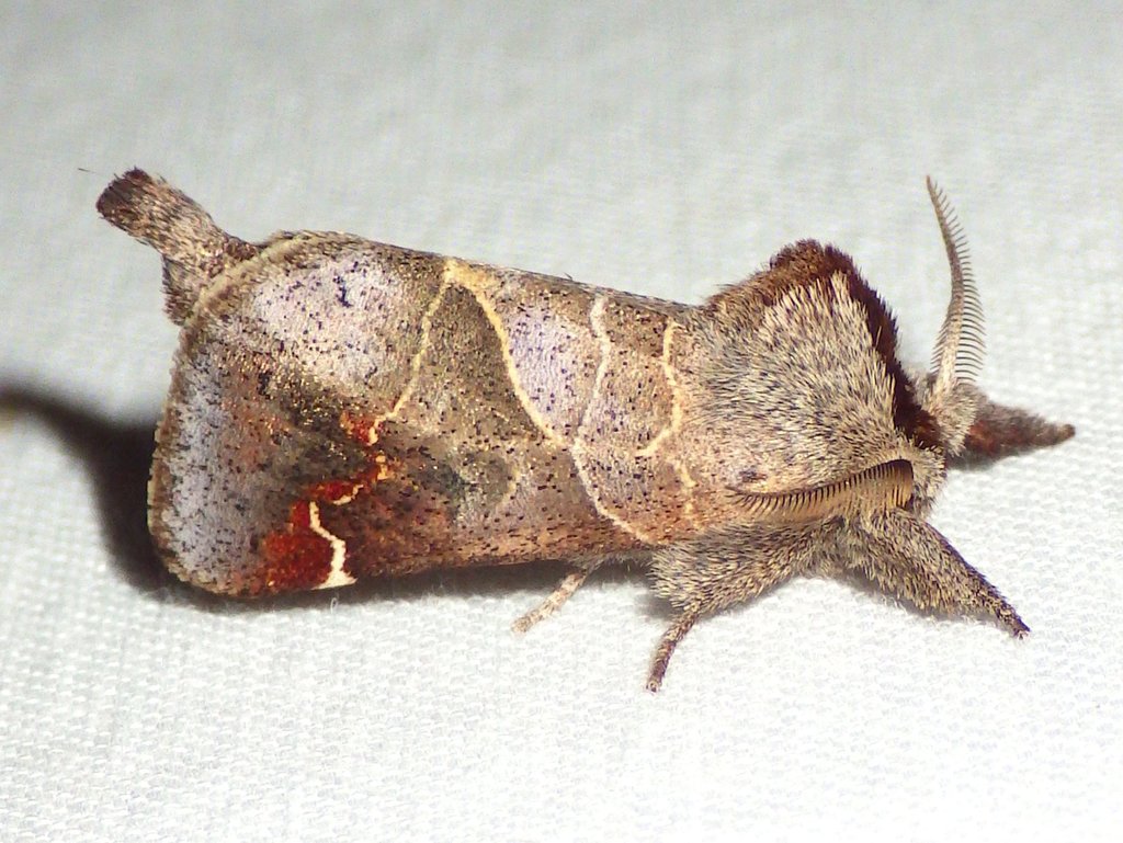 Apical Prominent from Fitzgerald Rd, Burdett, NY 14818, USA on July 17 ...