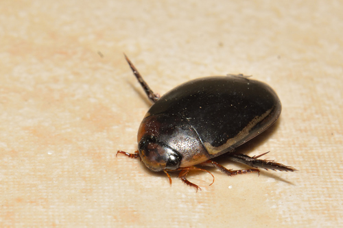 Hydaticus rimosus · iNaturalist