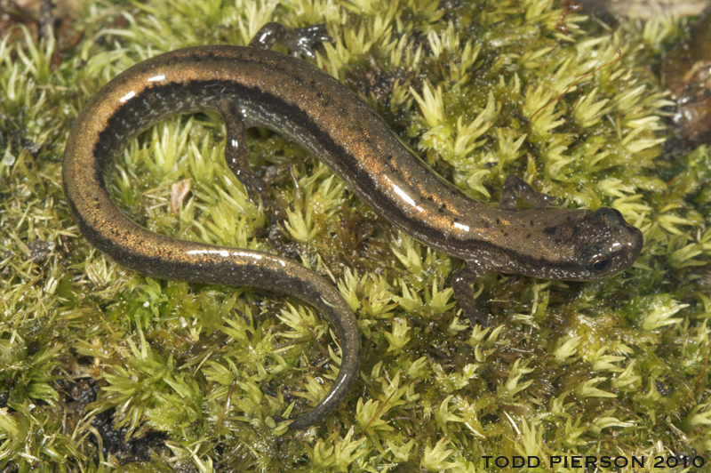Dwarf Salamander