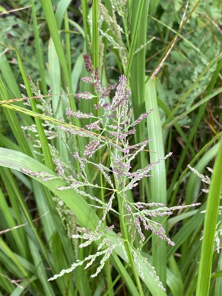 redtop panicgrass in July 2020 by Jeff Skrentny · iNaturalist