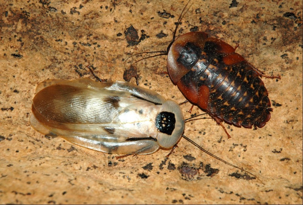 Monstruo Cucaracha Gigante