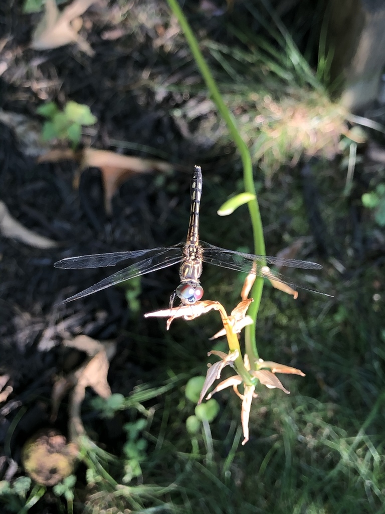 Blue Dasher from Stonybrook Dr, Bowie, MD, US on July 18, 2020 at 06:18 ...