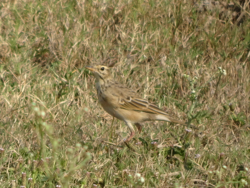 African Pipit from Giba, South Africa on March 14, 2020 at 03:32 PM by ...