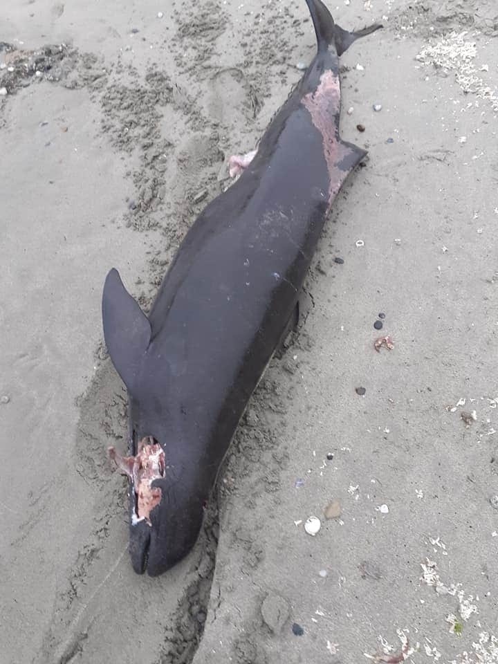 Porpoises (Phocoenidae) - Know Your Mammals