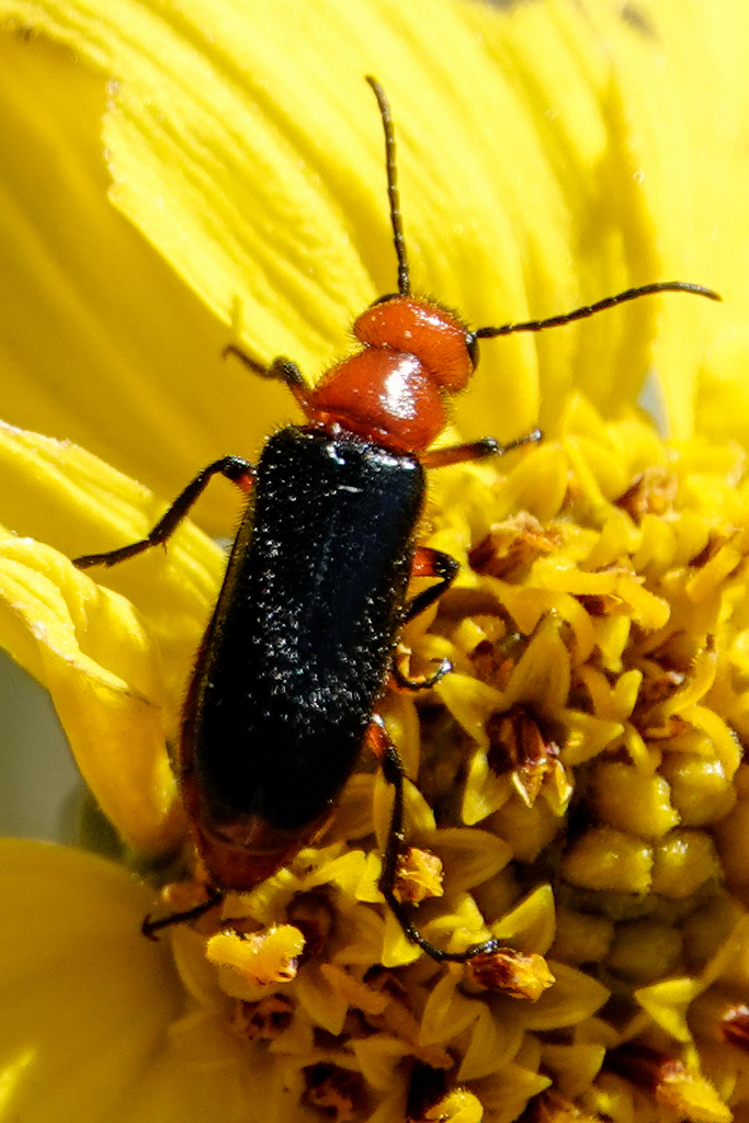 Nemognatha nigripennis (Meloid Beetles of the United States) · iNaturalist