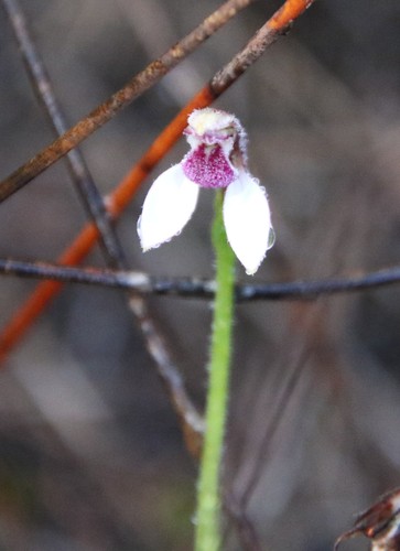 Subspecies Eriochilus scaber scaber · iNaturalist