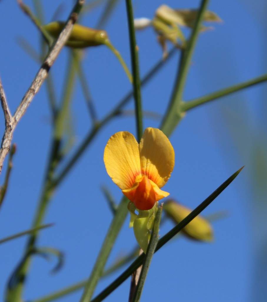 Stinkwood (Jacksonia sternbergiana) - Botanical Realm