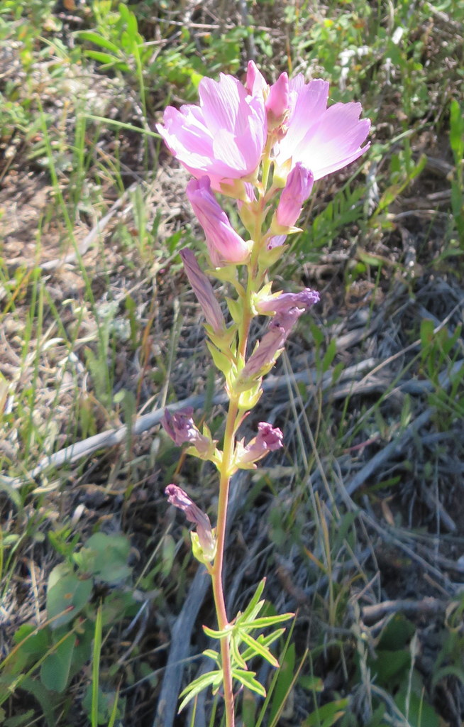 Oregon Checker-mallow from Lincoln County, WY, USA on July 18, 2020 at ...