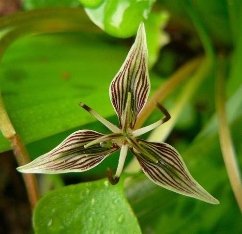 California fetid adderstongue (Redwood Plants - Golden Gate National ...