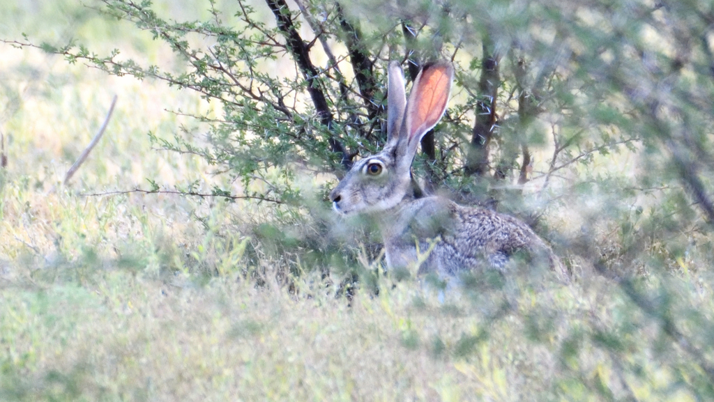 Black-tailed Jackrabbit from Bustamante, Nuevo León, Mexico on July 18 ...