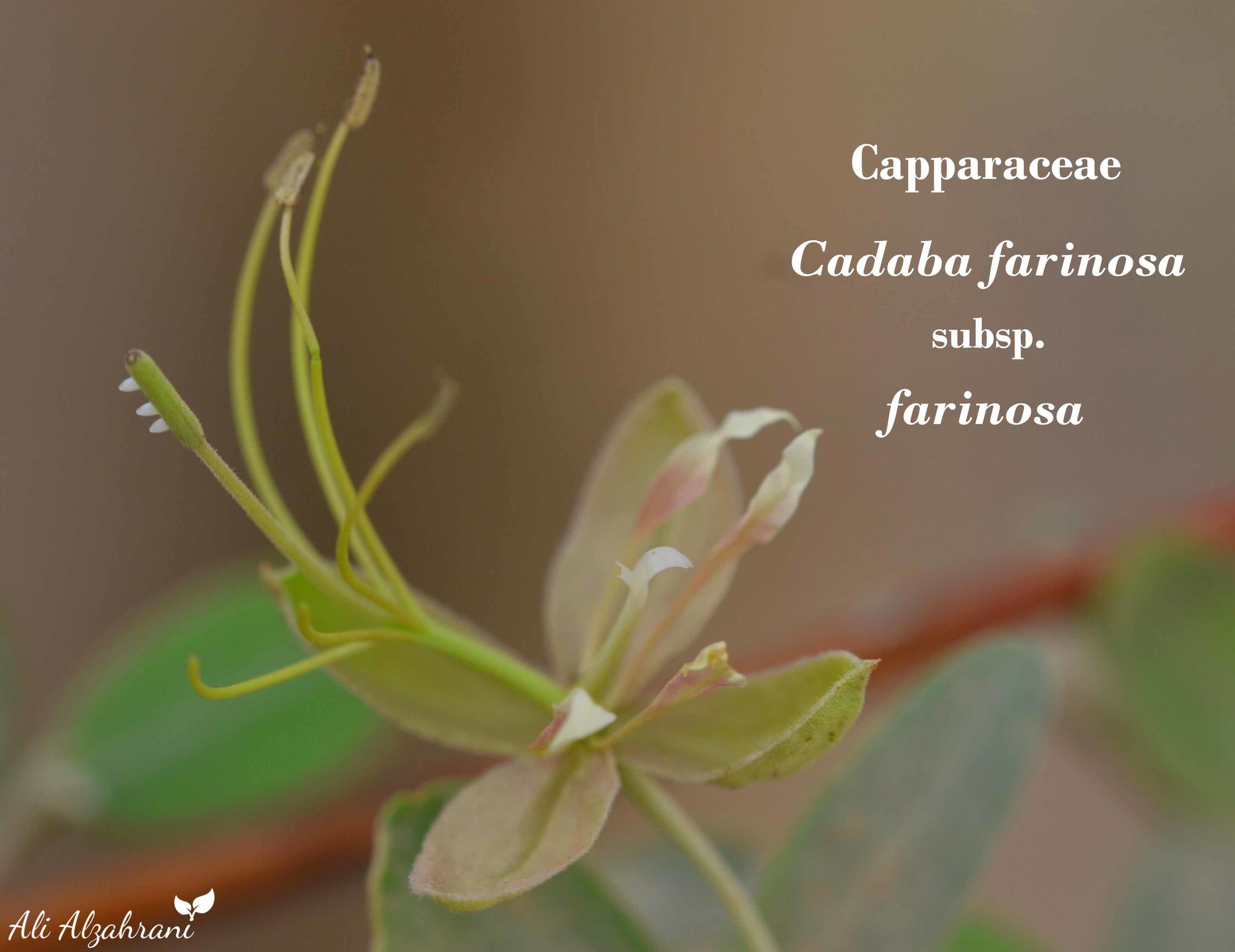 Cadaba farinosa Forssk.