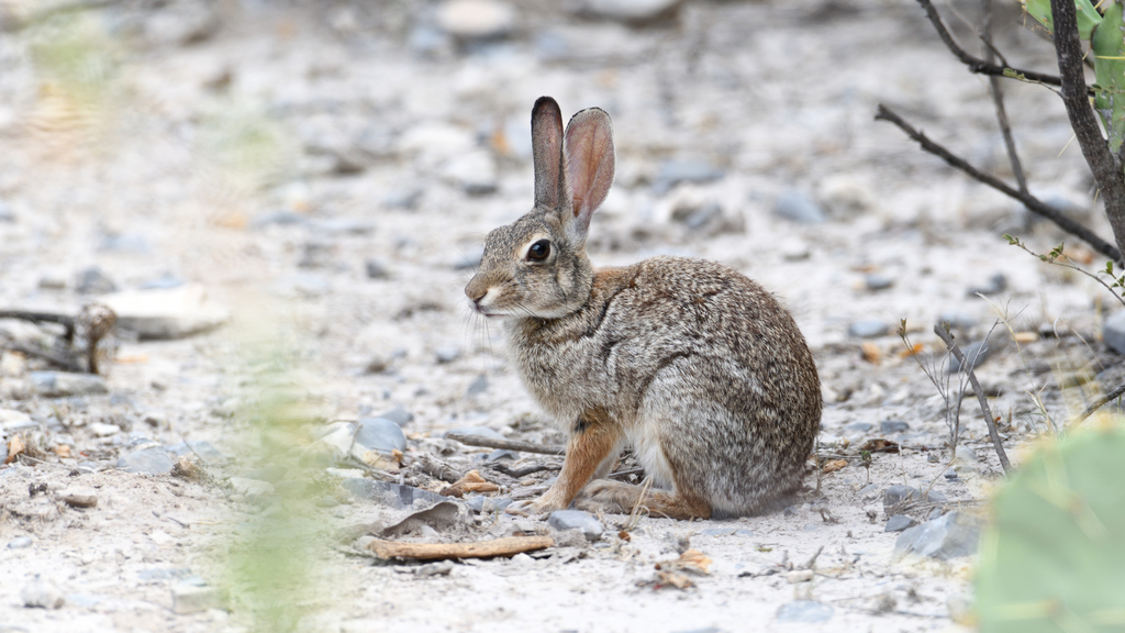 Desert Cottontail from Bustamante, N.L., México on July 18, 2020 at 10: ...