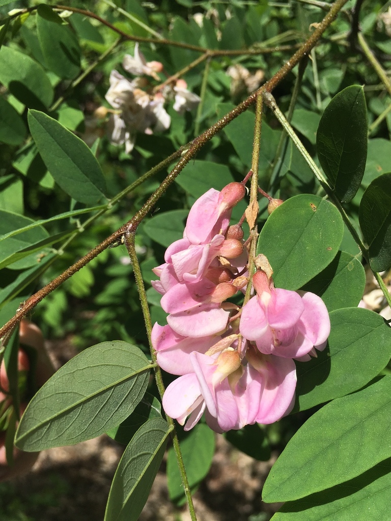 Clammy Locust (Robinia viscosa) - Botanical Realm