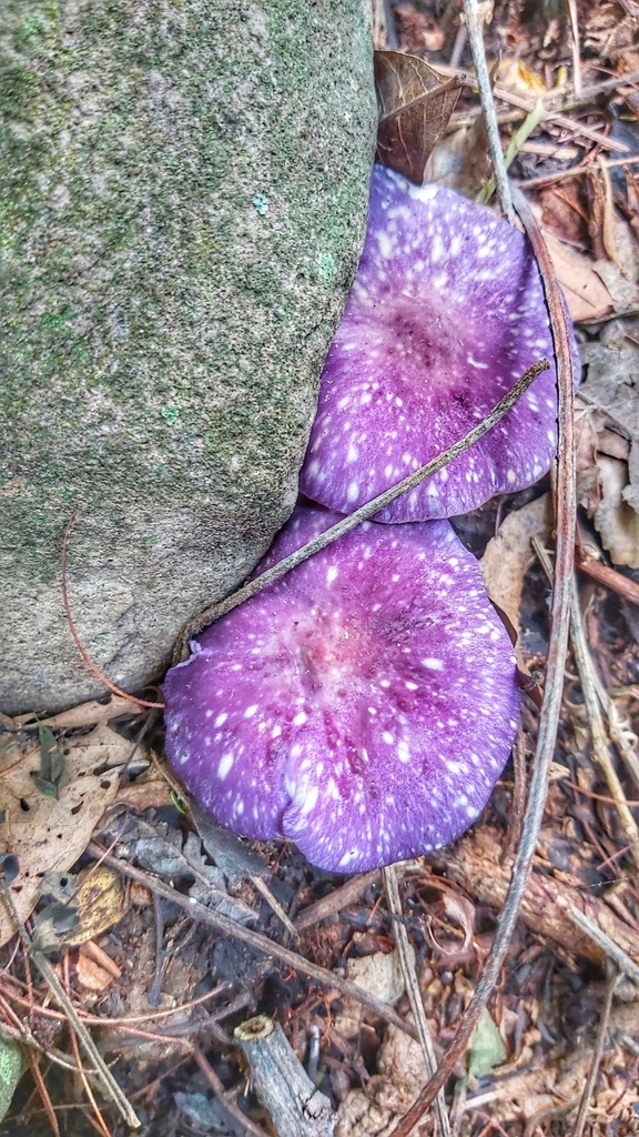 Tricholosporum in July 2020 by Omar Ceja Panzer · iNaturalist