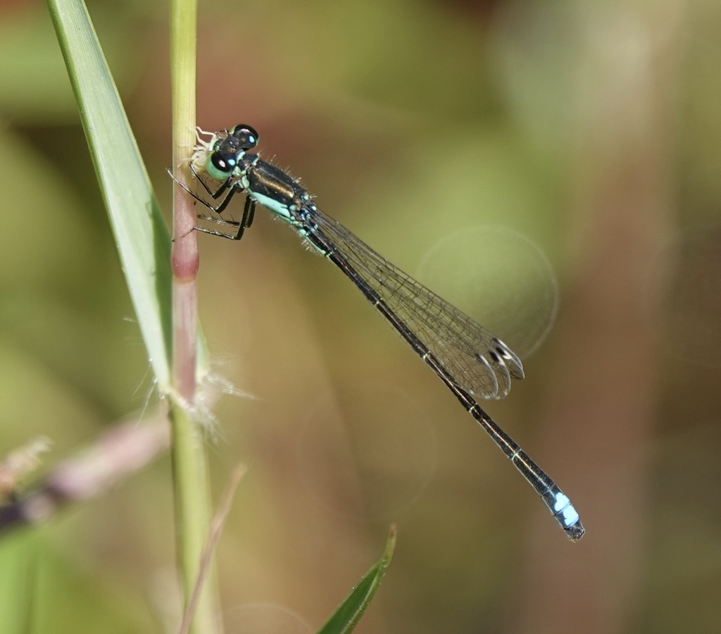 Black-fronted Forktail from Brea, CA, USA on July 18, 2020 at 09:42 AM ...
