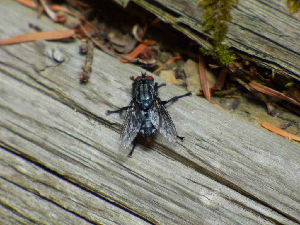 Flesh Flies and Satellite Flies from Cowichan Valley, BC, Canada on ...