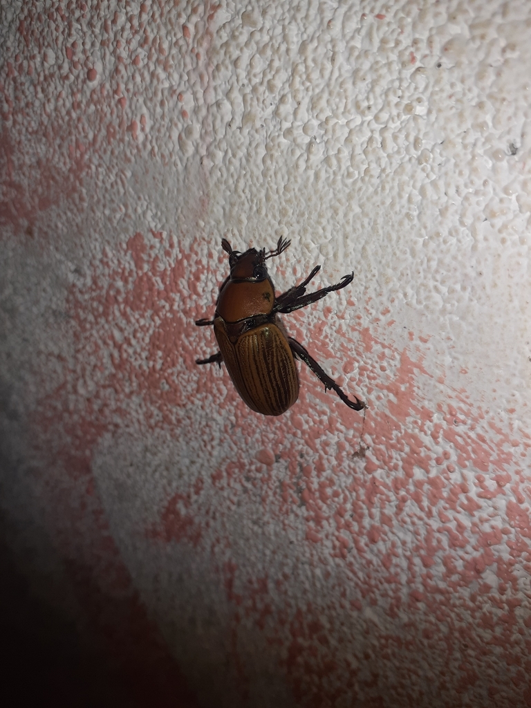 Pelidnota virescens from El Cortezo, Panamá on July 18, 2020 at 09:41 ...