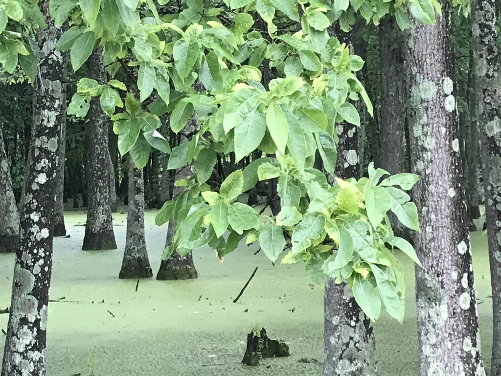 Water Tupelo (Flowering Trees of Appalachia) · iNaturalist