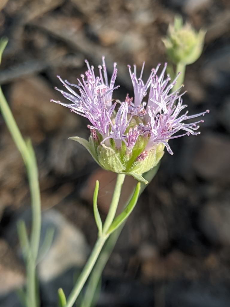 Flaxleaf Monardella from Big Bear, CA 92314, USA on July 17, 2020 at 05 ...
