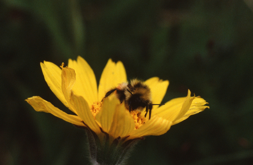 Forest Bumble Bee from Baffin Region, NU, Canada on August 1, 2004 at ...