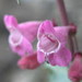Sunset Crater beardtongue (Penstemon clutei) · iNaturalist