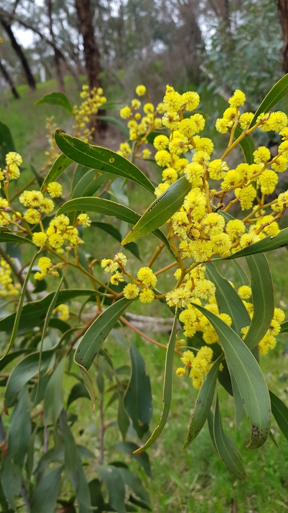 Acacia pycnantha - The Missing Library