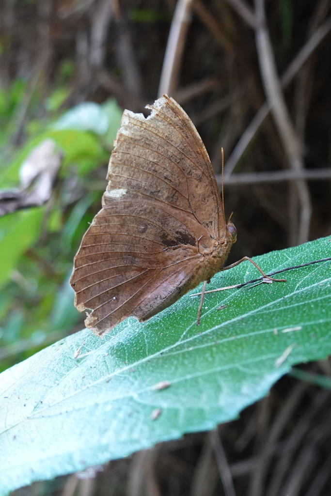 Common Duffer from Wang Chau, Hong Kong on July 19, 2020 at 08:52 AM by ...