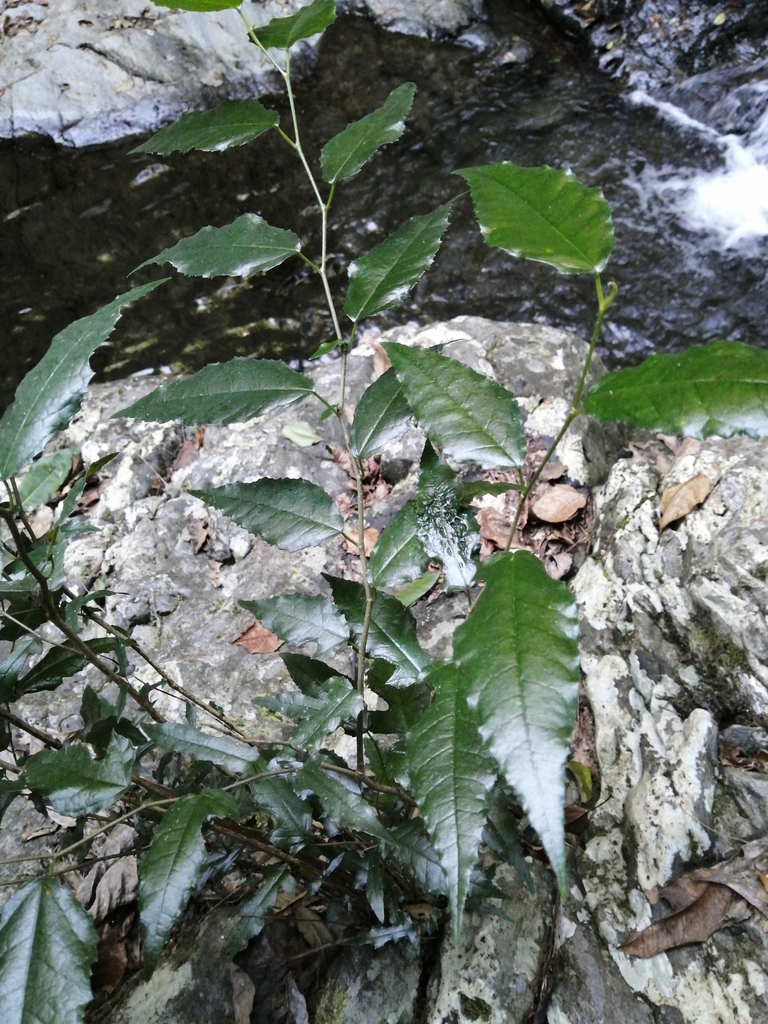 whalebone tree from Barron Gorge QLD 4870, Australia on July 19, 2020 ...