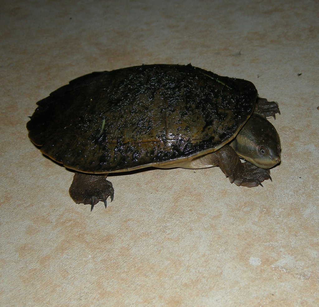 Victoria Short-necked Turtle from Kununurra WA 6743, Australia on ...