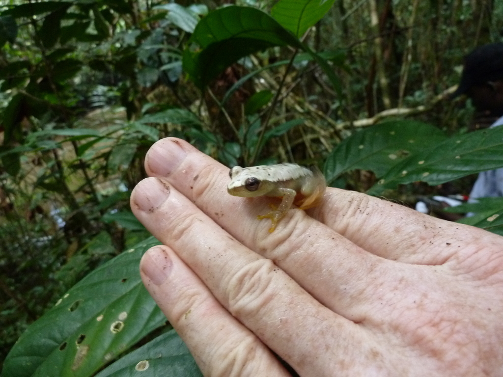 Sierra Leone Reed Frog from Wedjah District, Liberia on November 25 ...