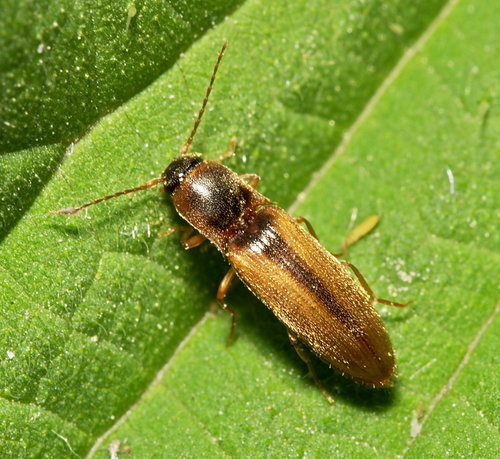 Genus Dalopius · iNaturalist