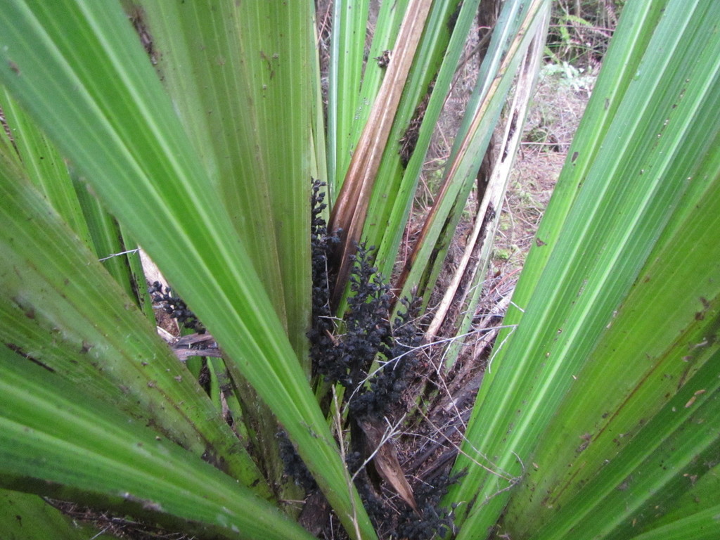 Swamp Astelia from Tokoroa, New Zealand on June 11, 2020 at 10:50 AM by ...
