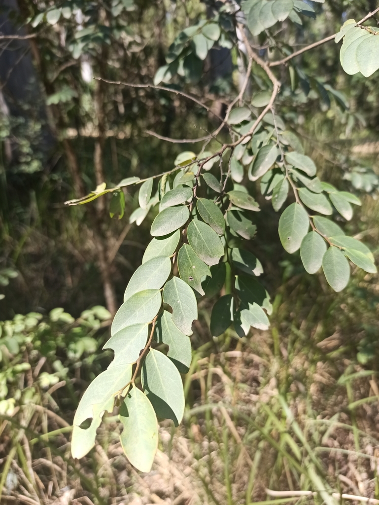 coffee bush from Conondale, AU-QL-MY, AU-QL, AU on July 19, 2020 at 11: ...