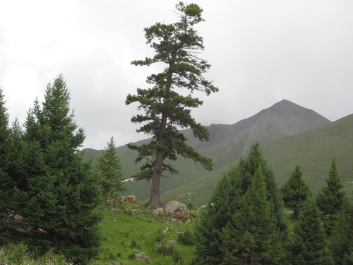 Purple-coned Spruce (Picea purpurea) · iNaturalist