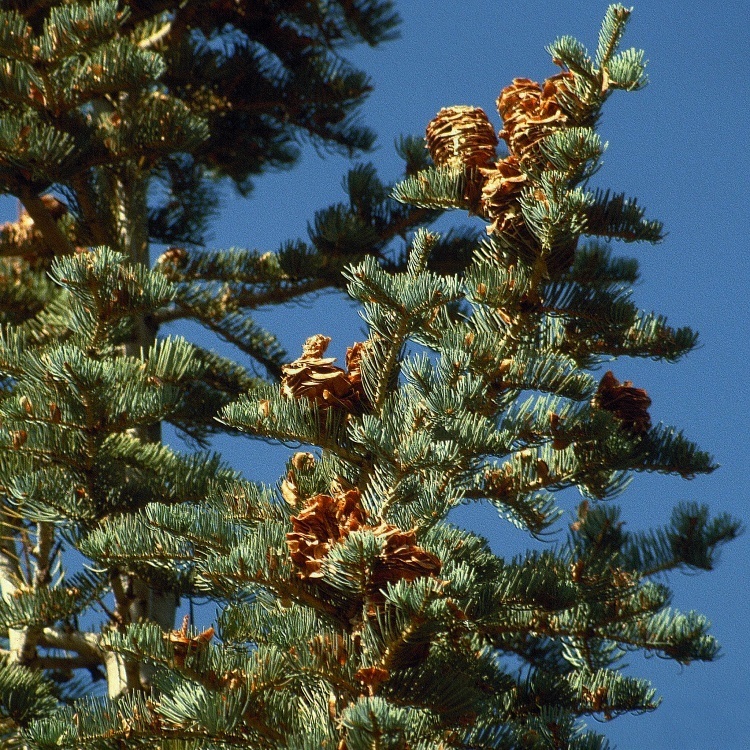 Colorado White Fir (Abies concolor concolor) - Botanical Realm
