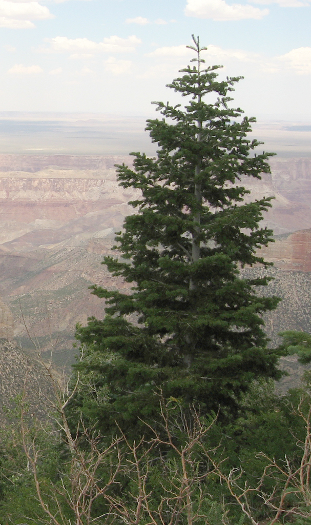 Colorado White Fir (Abies concolor concolor) - Botanical Realm
