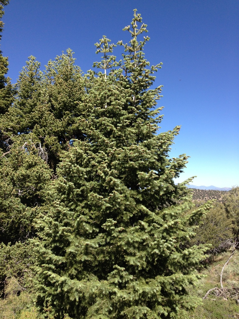 Colorado White Fir (Abies concolor concolor) - Botanical Realm