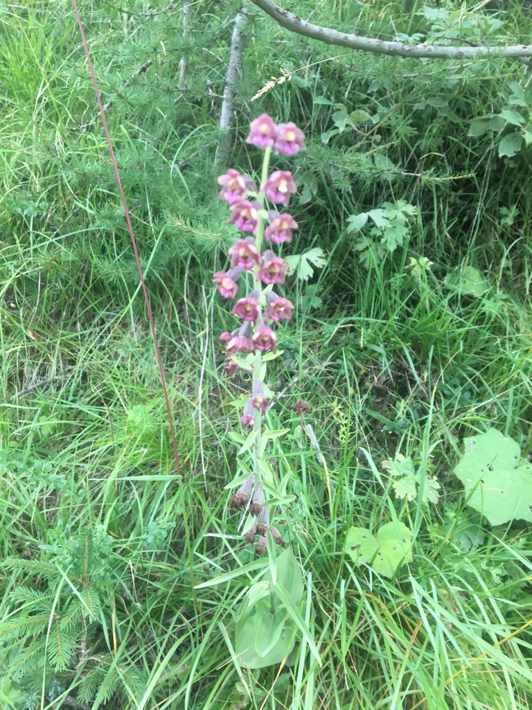 Dark-red Helleborine in August 2018 by Andrea Franchi · iNaturalist