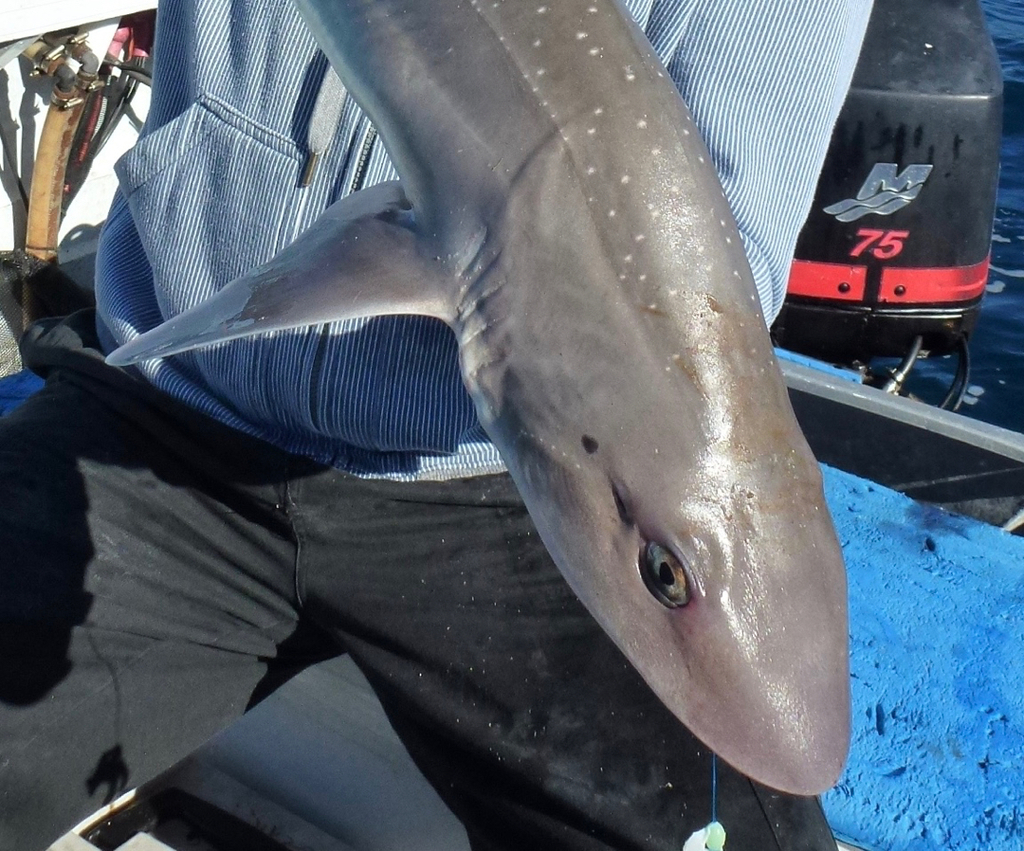 Gummy Shark (Fishes of Port Phillip Bay, Victoria) · iNaturalist
