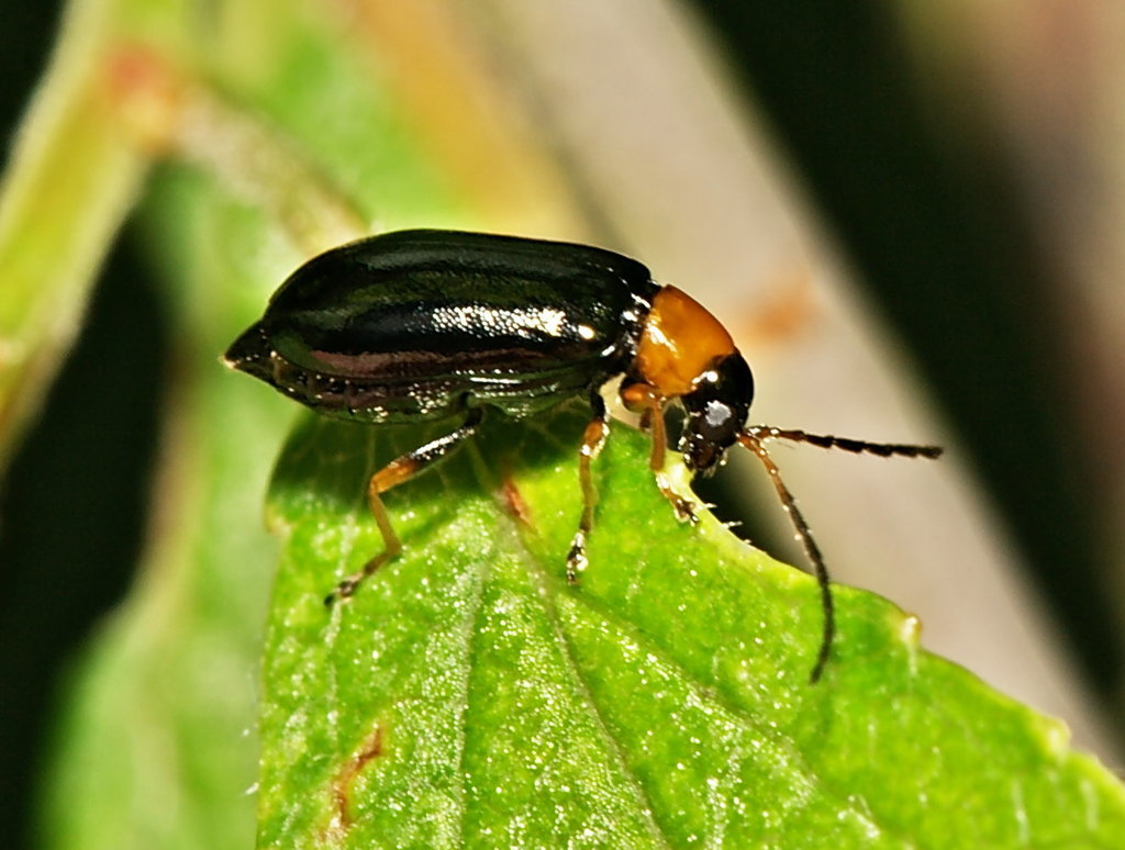 Luperus luperus from Nettersheim, Germany on June 16, 2008 at 12:22 PM ...