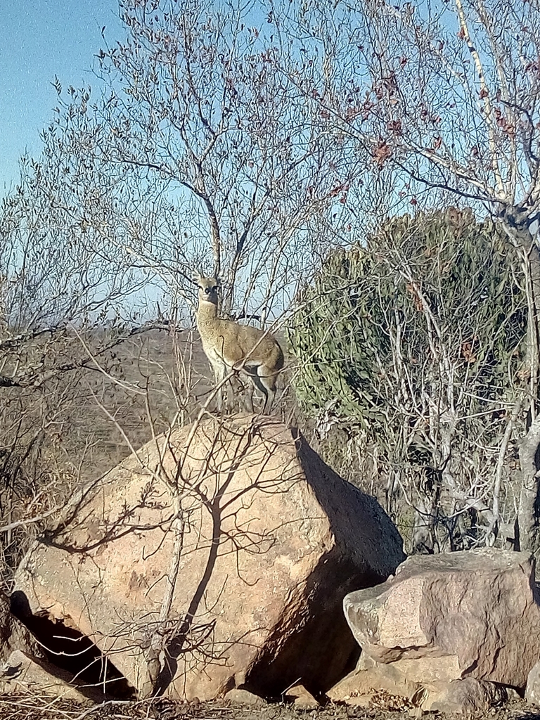 Transvaal Klipspringer from Kruger Park, South Africa on July 19, 2020 ...