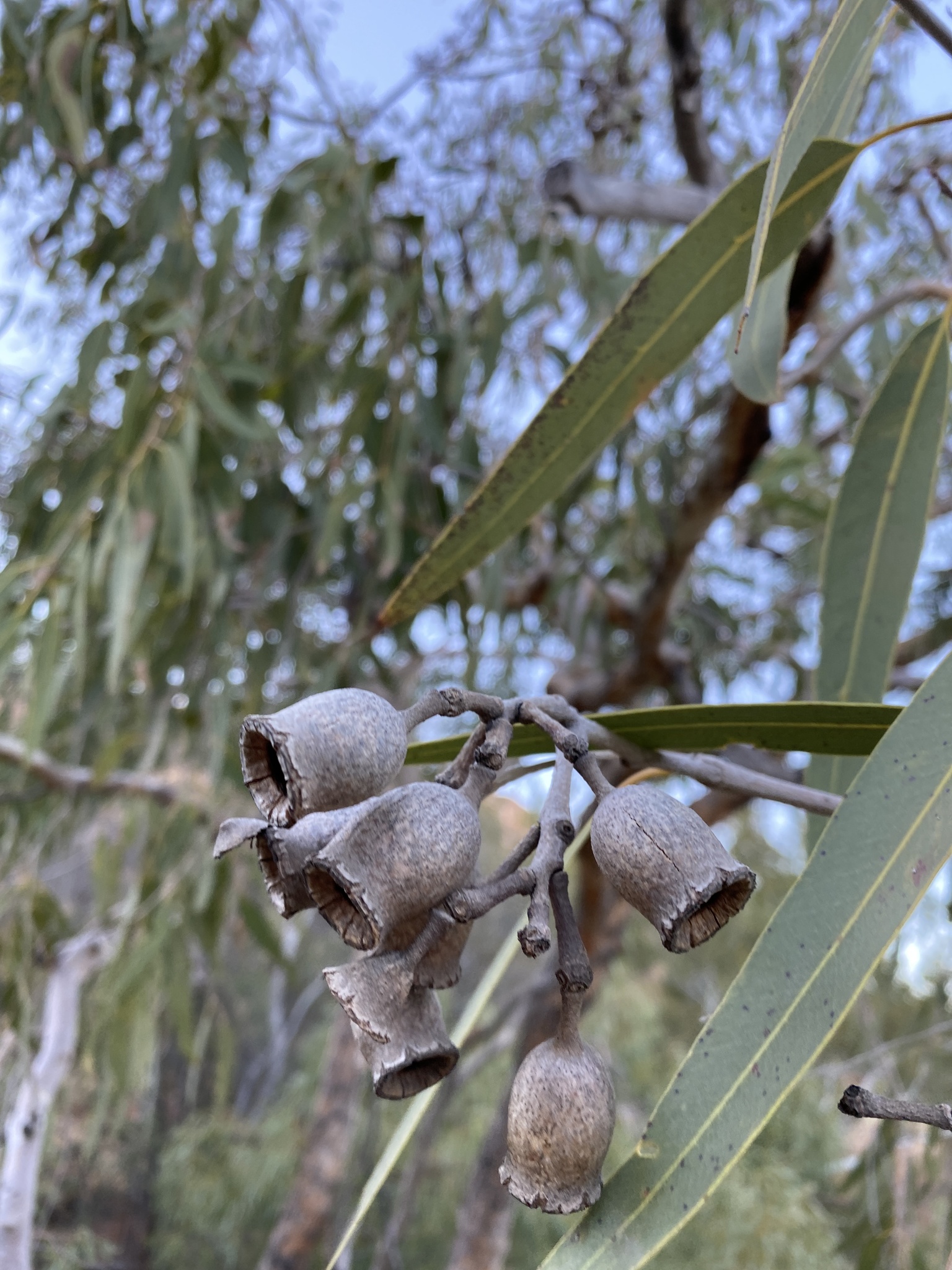 Corymbia terminalis (F.Muell.) K.D.Hill & L.A.S.Johnson