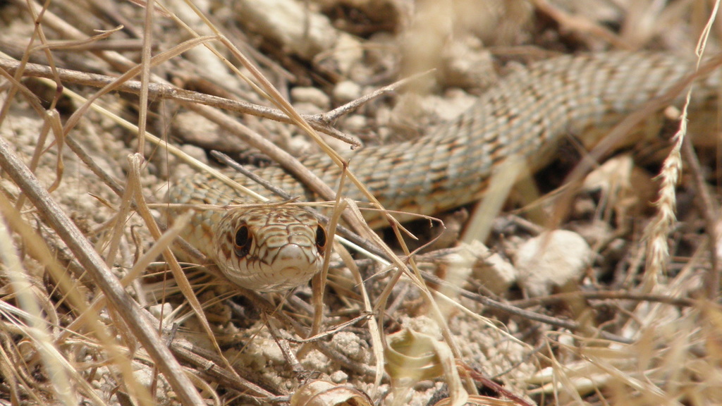 Red-Bellied Racer from Nevşehir Merkez/Nevşehir, Turecko on June 18 ...