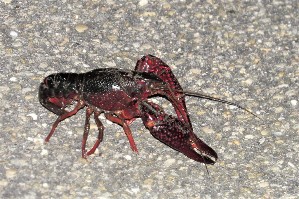 Red Swamp Crayfish from Olga, FL, USA on July 19, 2020 at 04:06 AM by ...