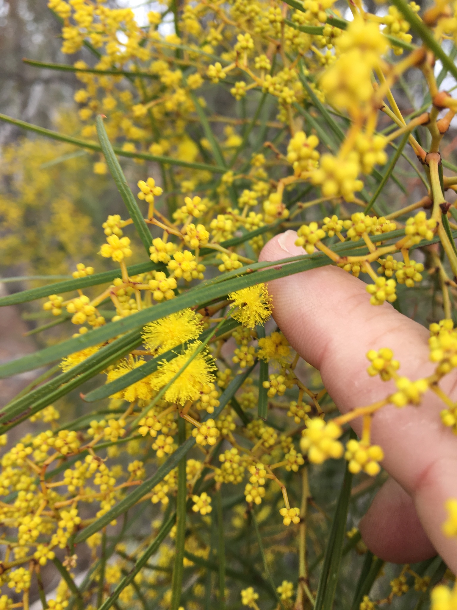 Acacia adunca A.Cunn. ex G.Don