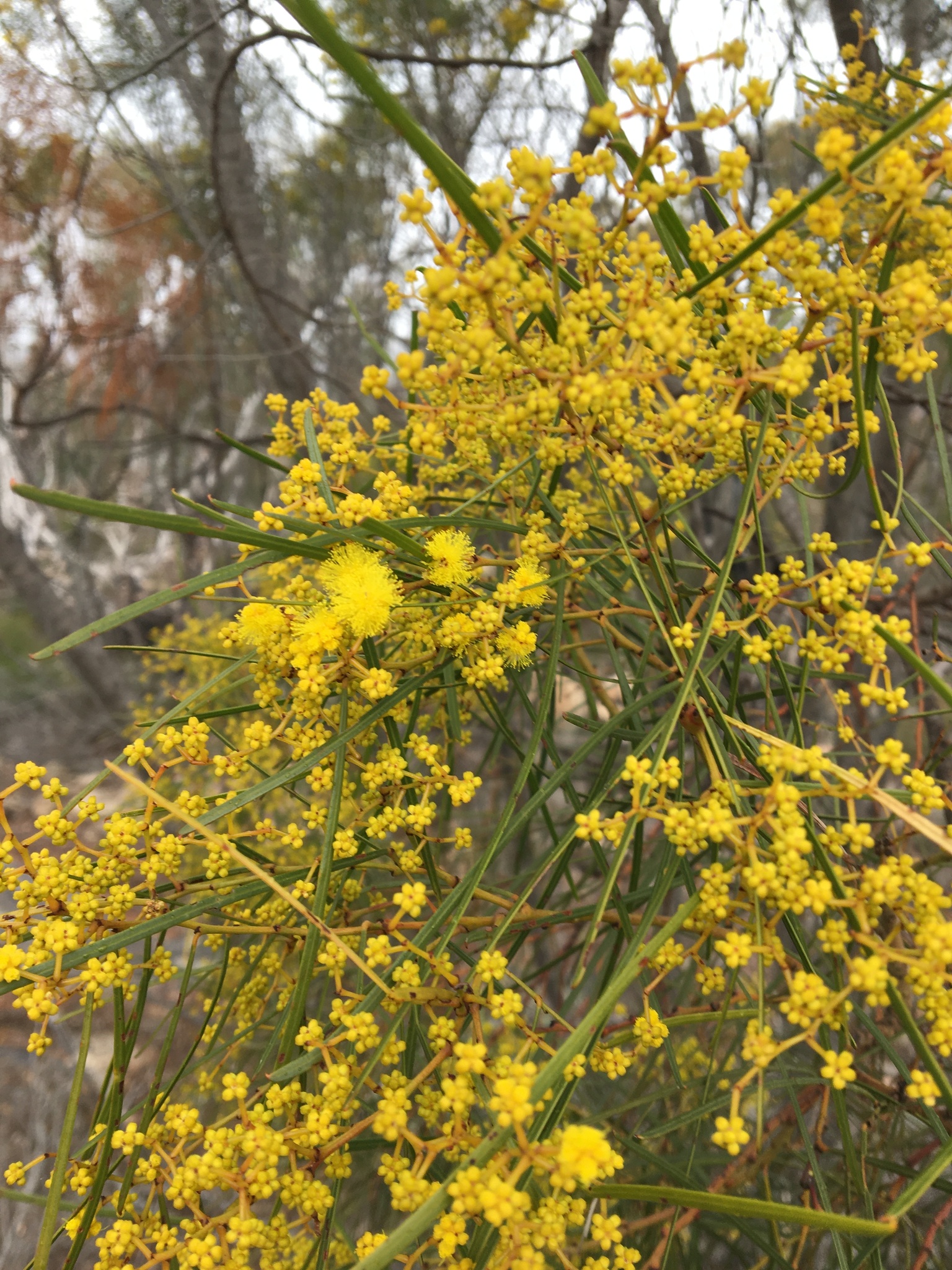 Acacia adunca A.Cunn. ex G.Don