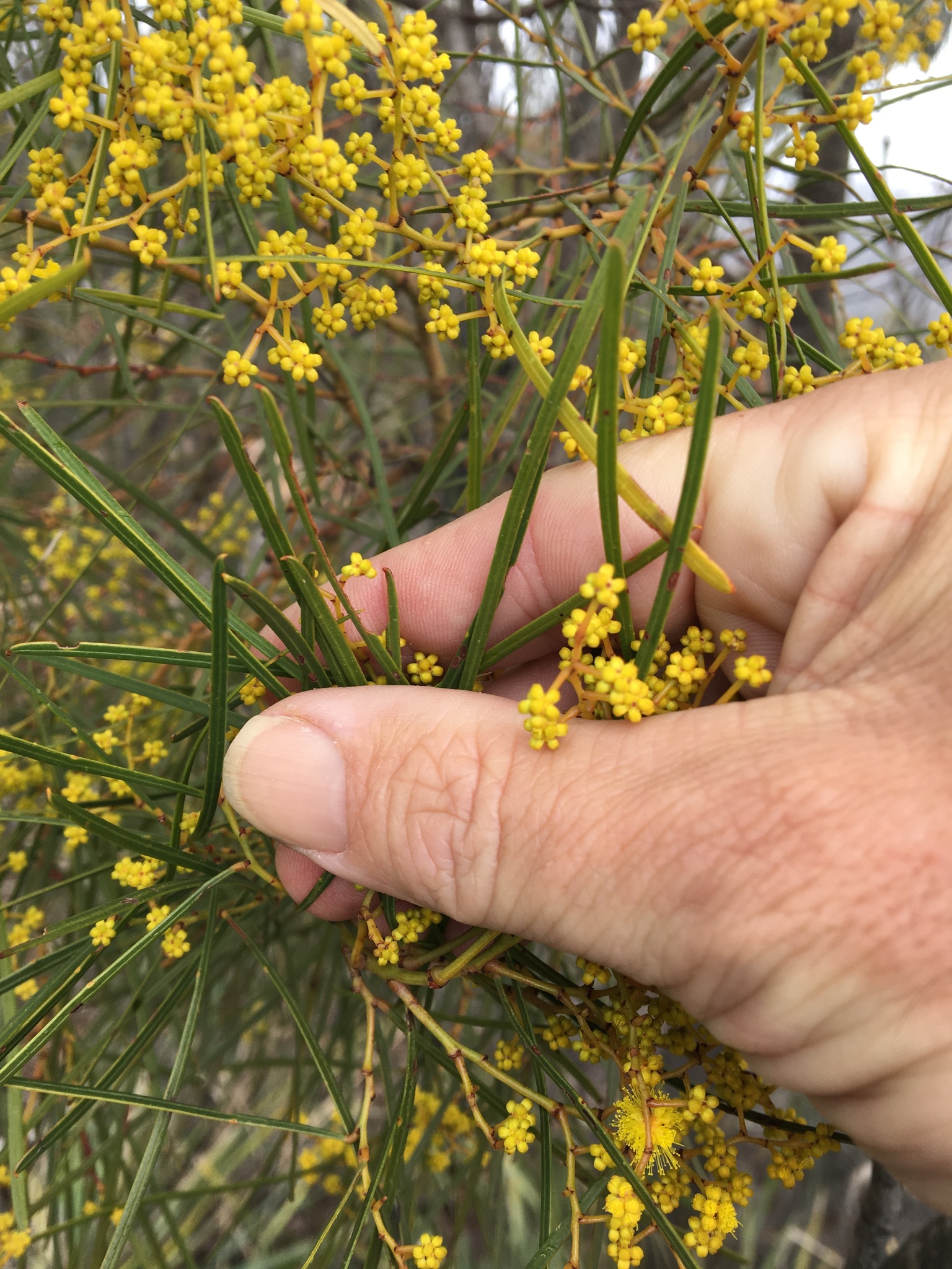 Acacia adunca A.Cunn. ex G.Don