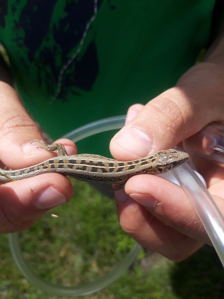 Something from Podujevo, Pristina, Kosovo by donard · iNaturalist