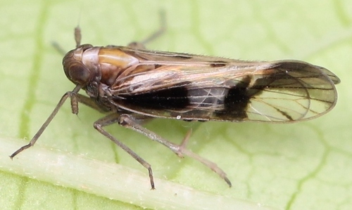 Euides speciosa · iNaturalist