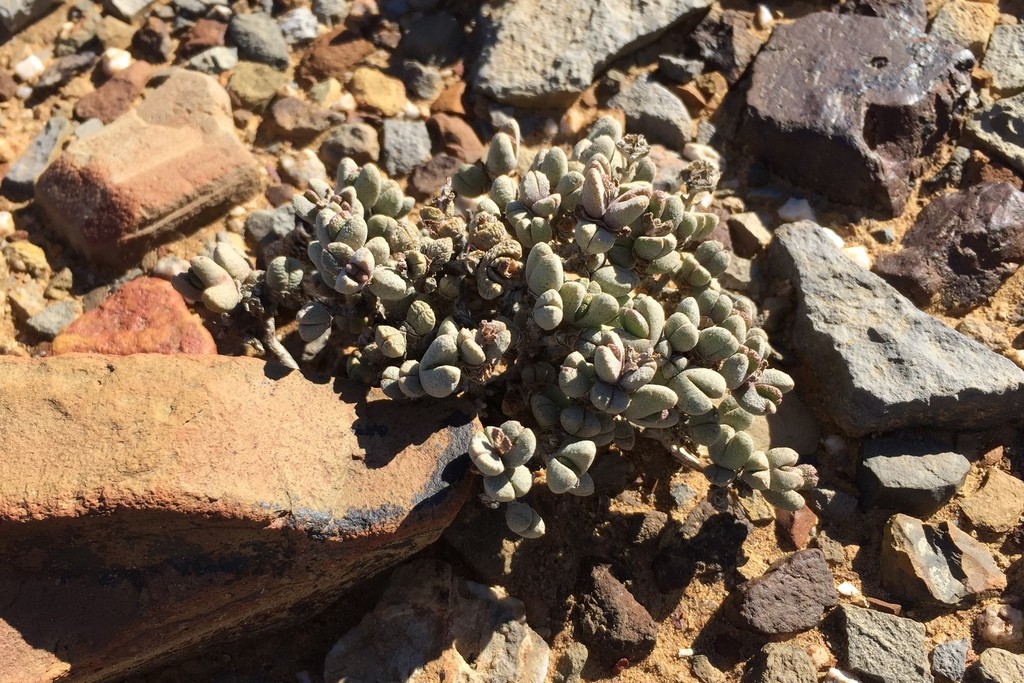 Tanqua Hammerfig from Breede River DC, South Africa on July 06, 2020 at ...